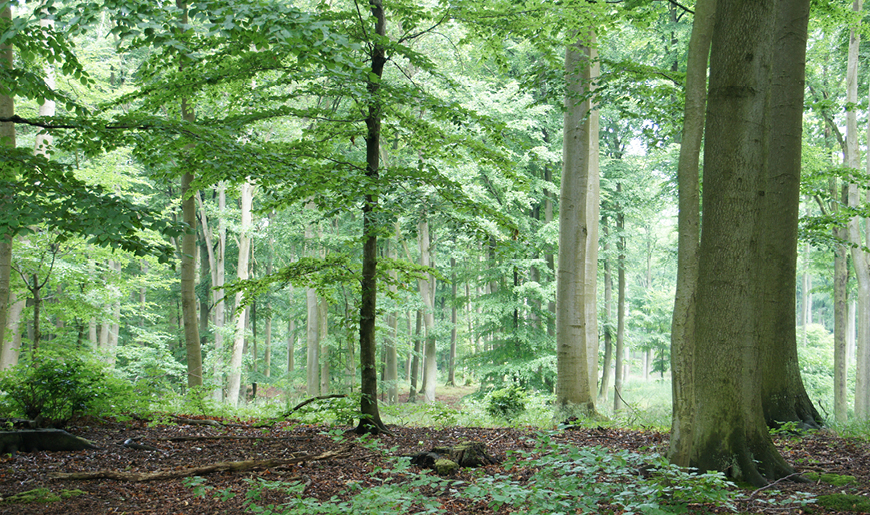 Naturnahe Forstwirtschaft - Wald-MV